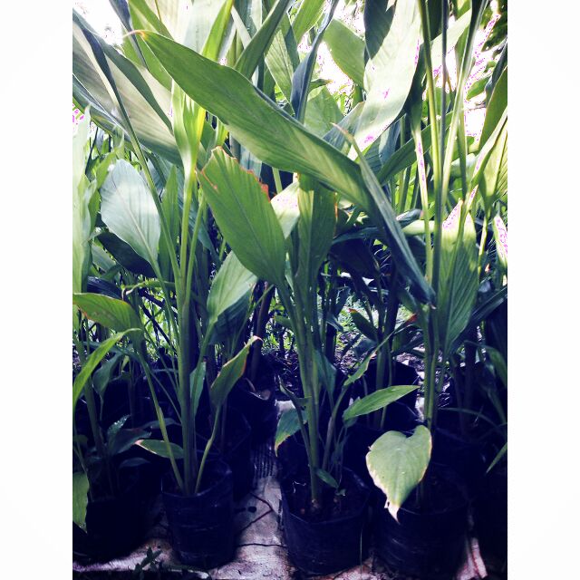 Temu pauh ( pokok bersama ubi Dihantar tanpa tanah) | Shopee Malaysia