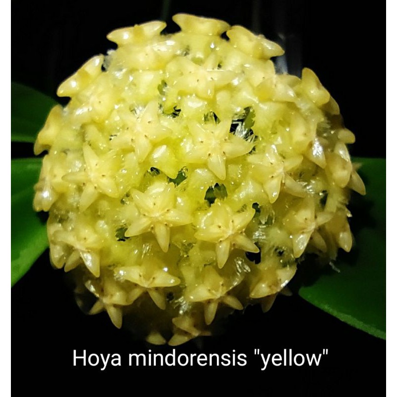 Mindorensis lite yellow (ready stock) | Shopee Malaysia