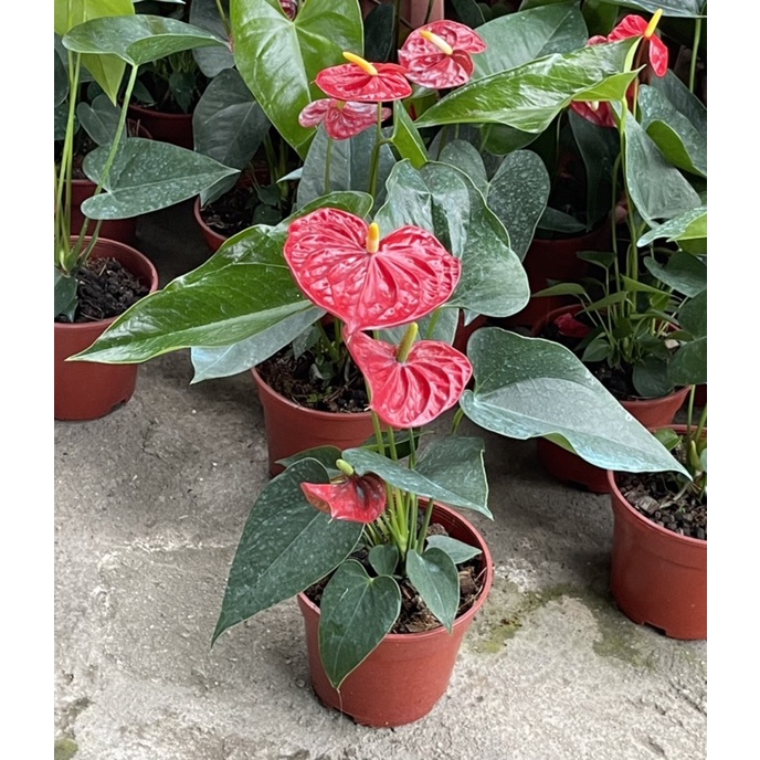 MC - ANTHURIUM 火鹤花 | Live Plant | Shopee Malaysia
