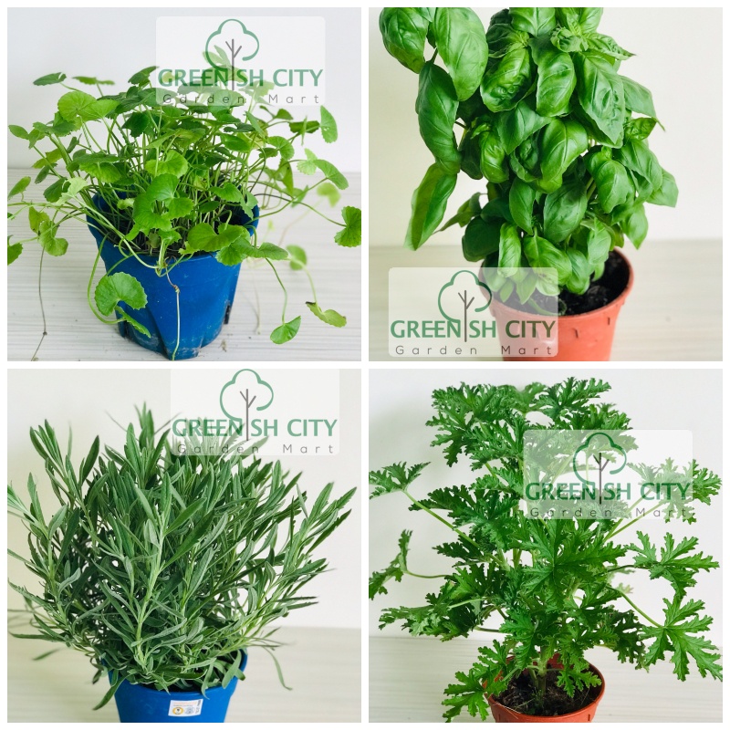 GNC Herbs Plant Pokok Herba Mosquito|Lavender|Rosemary|Lemon Balm ...