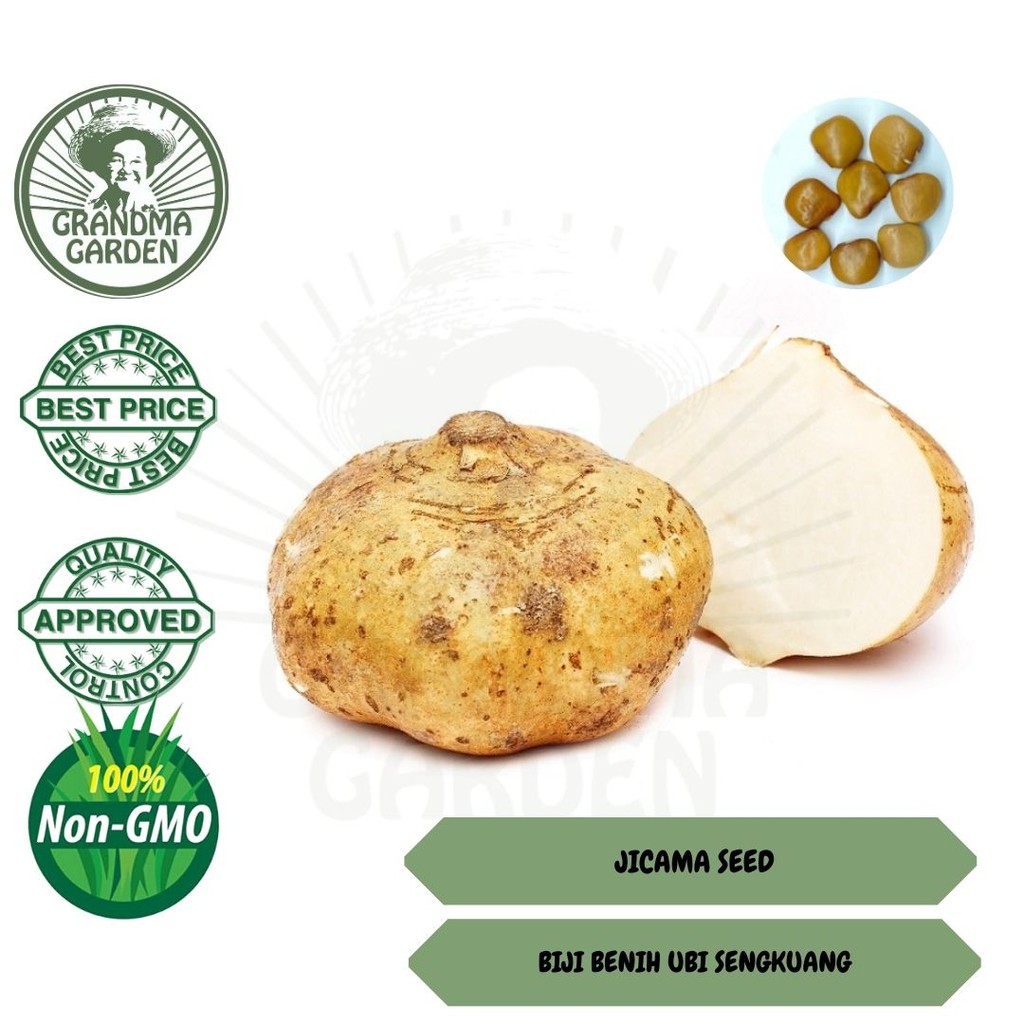 👵BELI 10 FREE 1👵 BIJI BENIH UBI SENGKUANG / JICAMA SEED ( 1G AROUND 1 ...