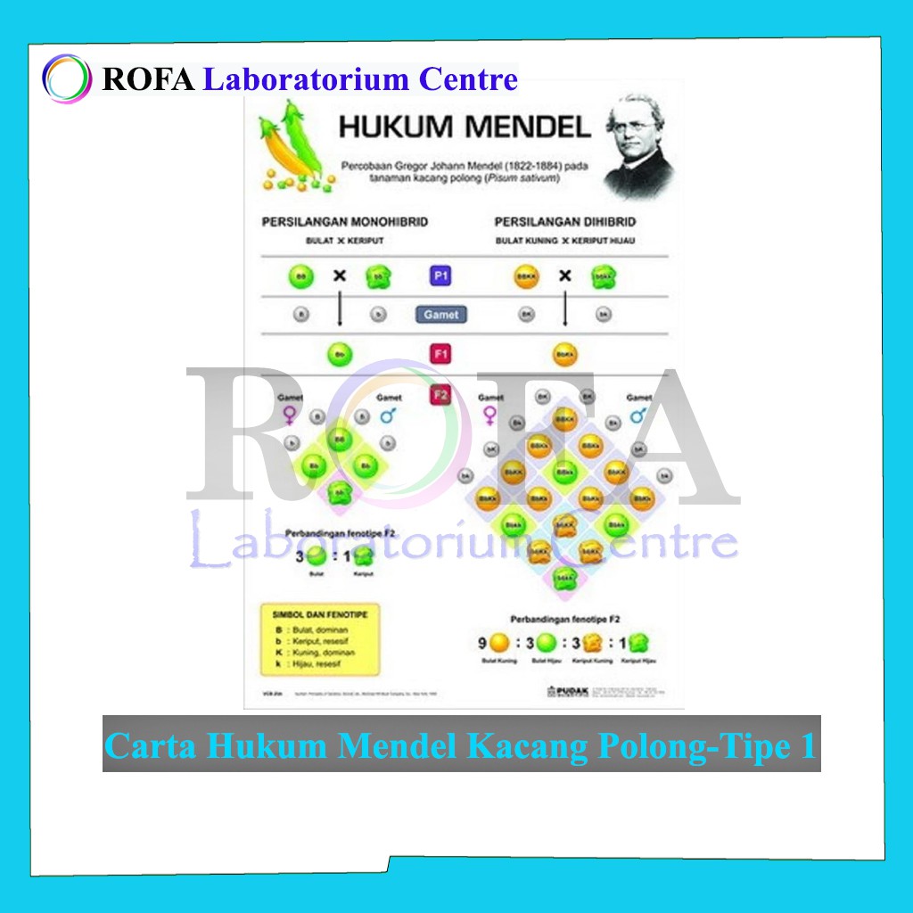 Mendel's Law Chart of Peas - Type 1 / Biology Chart / Science Chart ...
