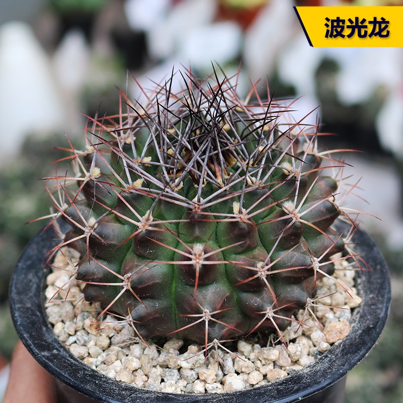 🌸【Easy to bloom】Natural Cactus Wave Light Dragon Real Life Cactus Rare ...