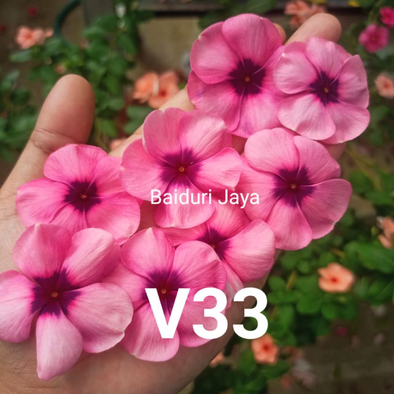 10 OR 20 PCS VINCA SEED / BENIH VINCA (V33) JENIS SEPARA | Shopee Malaysia