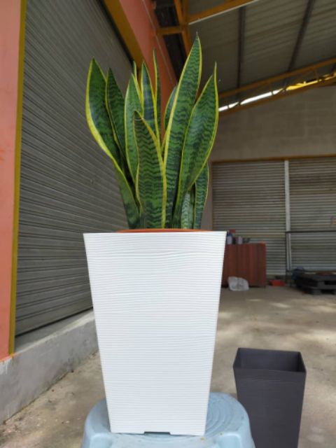 [READY STOCK] Pasu plastik viral pasu bunga hitam putih pasu bunga ...