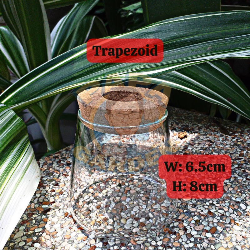 Pasu Kaca Bunga Hiasan Ruang Tamu Hydroponic Glass Vase Transparent Pot ...