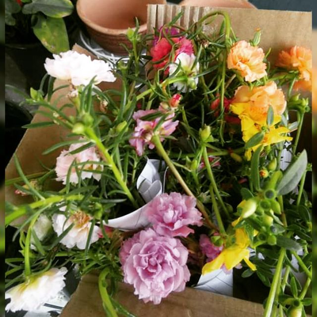 🌸Jualan Ros Jepun/Bunga kembang Pagi 🌸 | Shopee Malaysia