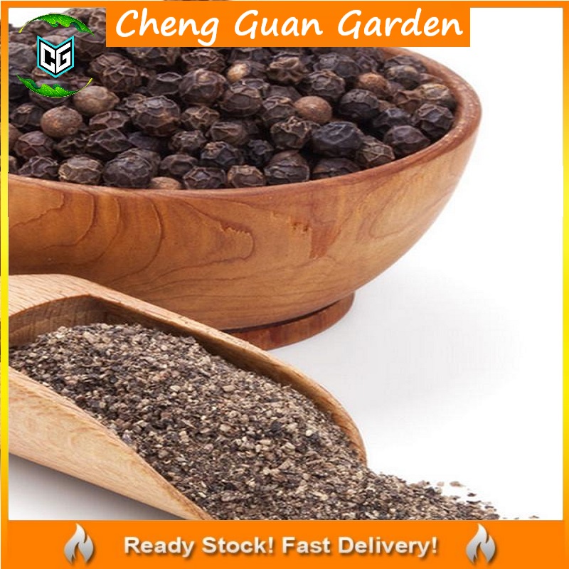 Anak Pokok Lada Hitam Black Pepper Hybrid Cepat Berbuah Import Dari ...