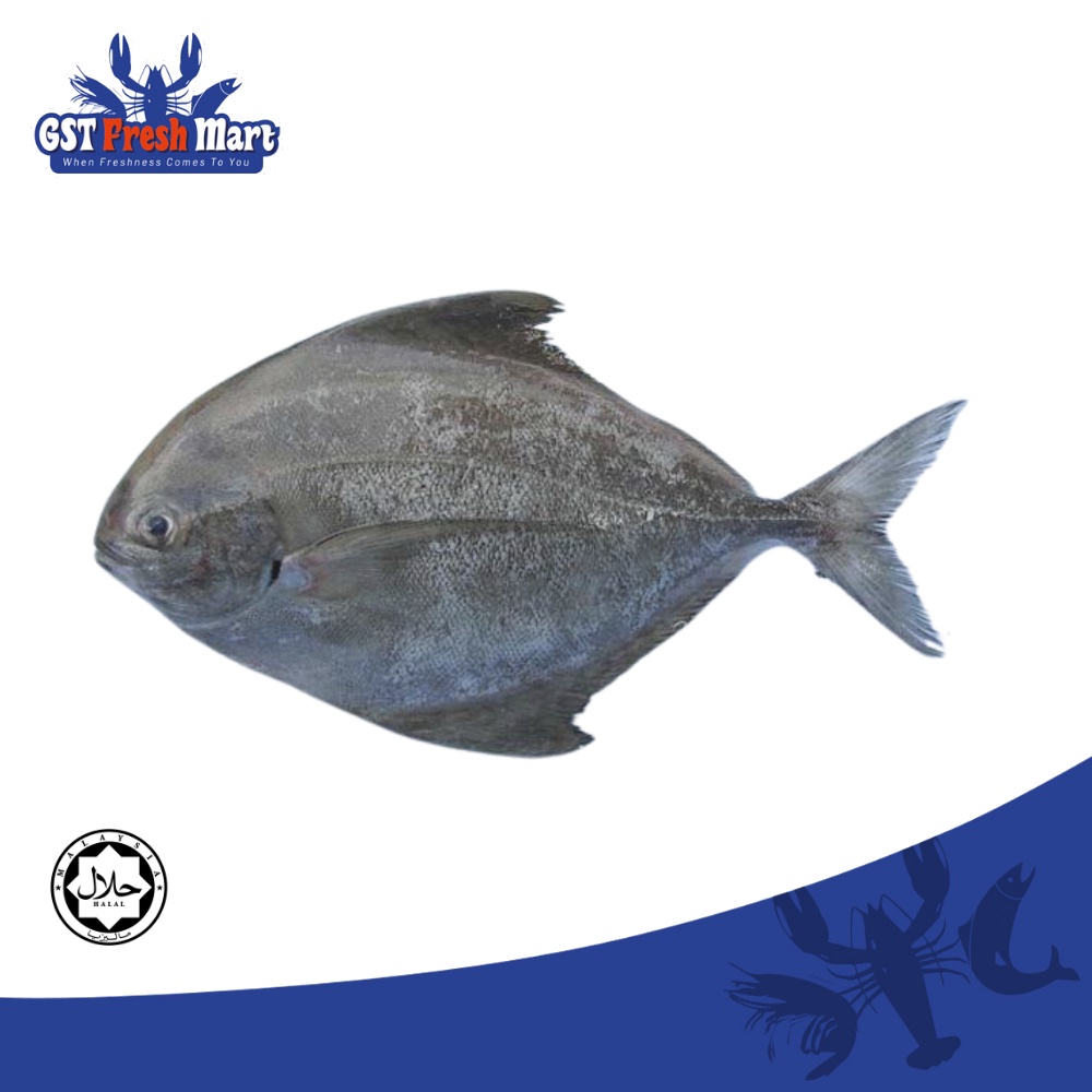 FROZEN BLACK POMFRET UNCLEANED 300-500GM/NOS 野生海捕黑鲳鱼 - GST FRESH MART ...