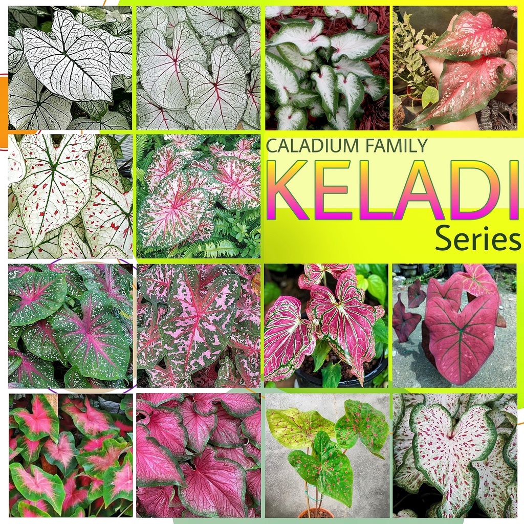 Caladium Group /live plant/ pokok hidup /home / Gardening | Shopee Malaysia