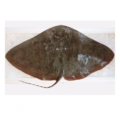 Ikan Pari Kelawar (Long-tailed Butterfly Ray) - Keping (Slices ...