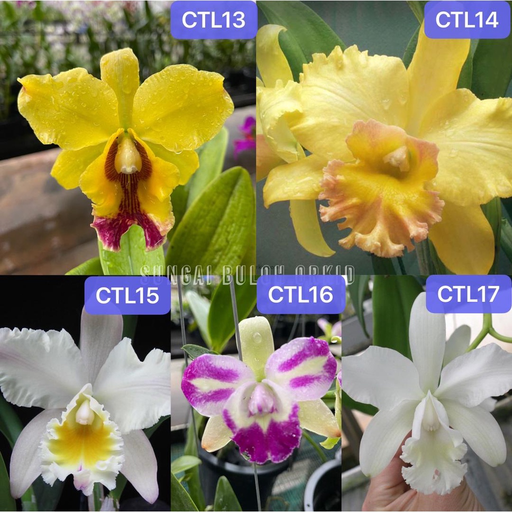 Cattleya Orchid - M size baby plant without flower ( CTL 13~20 ...