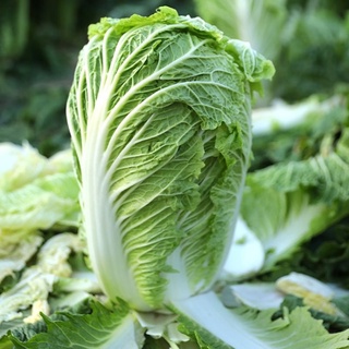 Benih Kubis Panjang 80pcs/Long Cabbage/大白菜籽 | Shopee Malaysia