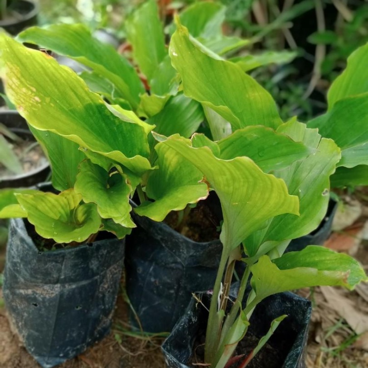 RARE / EXOTIC / NADIR Halia Hitam MARDI / Kunyit Hitam / Black Ginger ...