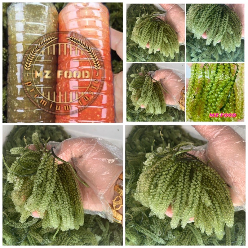 LATOK FRESH with sauce | Shopee Malaysia