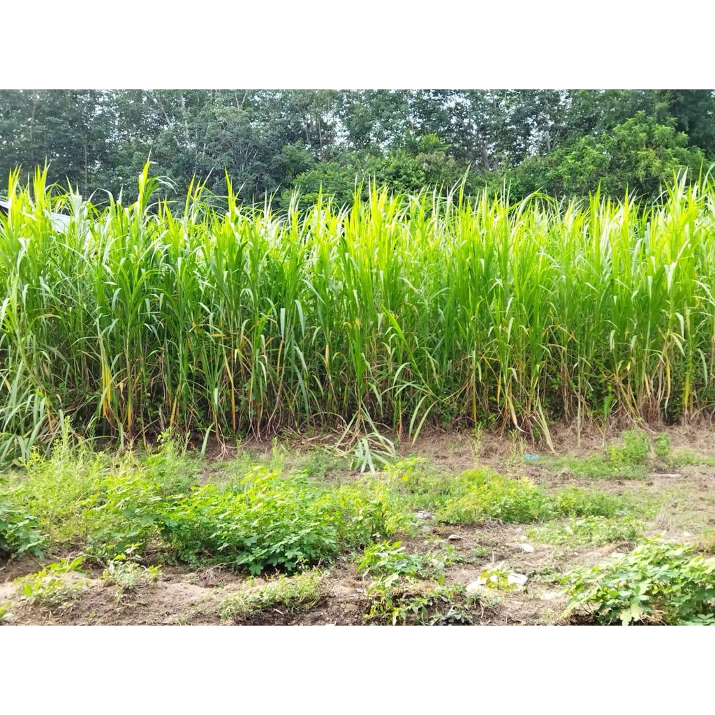 [HOT PROMO]5KG BENIH RUMPUT NAPIER PAKCHONG(SESUAI UNTUK TERNAKAN ...