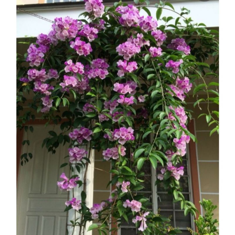 Anak pokok bunga garlic vine | Shopee Malaysia