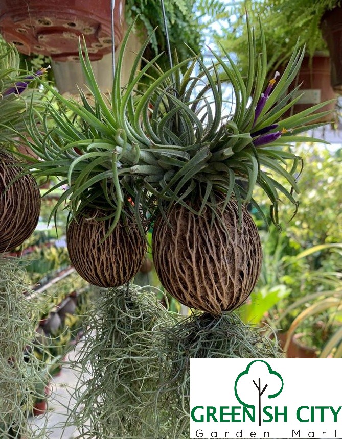 GNC - Tillandsia Ionantha + Usneoides ( Spanish Moss ) Air Plant Combo ...