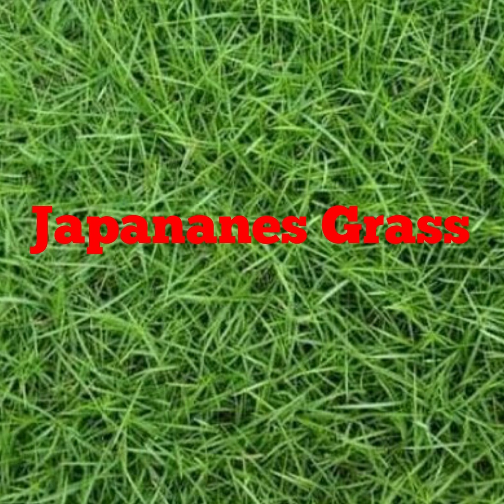 Grass/Pembekal Rumput Karpet Hidup / Carpet Grass / Japanes Grass / Cow ...
