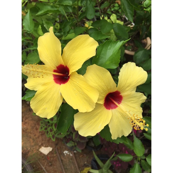 5 Keratan Pokok Bunga Raya/ Cuttings (SELAGI STOK MASIH ADA ) | Shopee ...