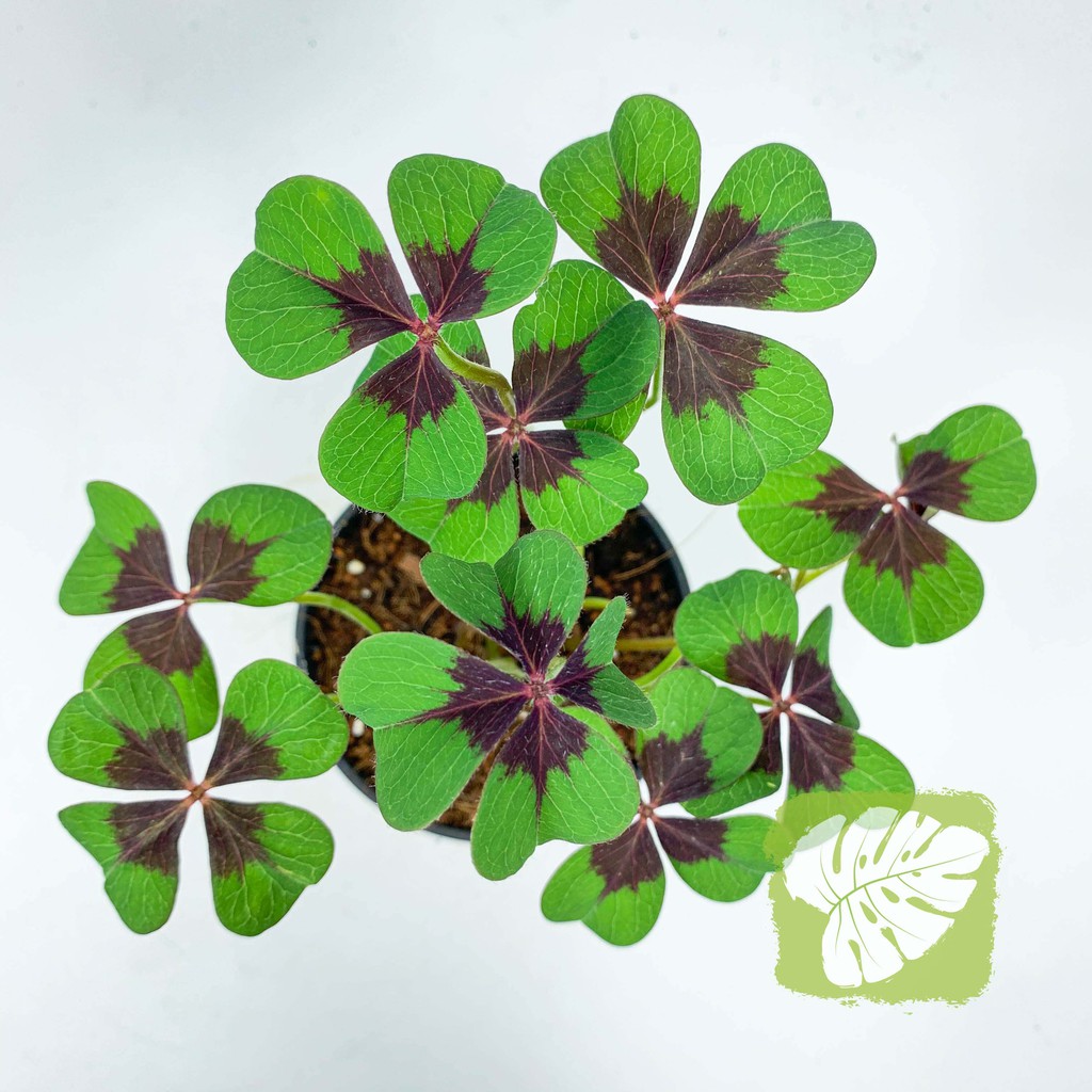 Lucky Four Leaf Clover IOB | Shopee Malaysia