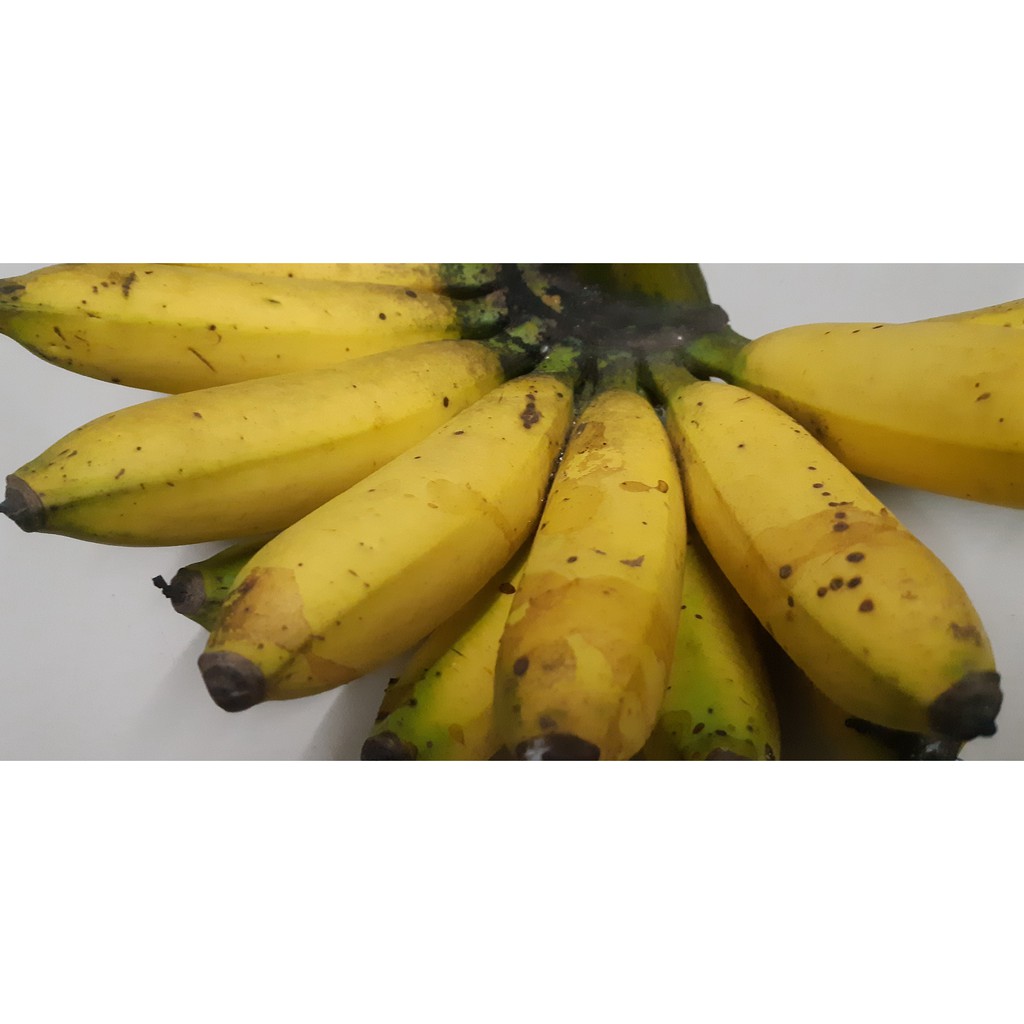 RARE SPESIS SULUR POKOK PISANG AMPYANG / ANGLENG | Shopee Malaysia