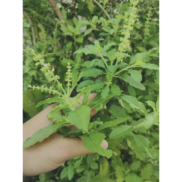 ANAK POKOK TANAMAN HERBA ULAMAN HIASAN SELASIH/KEMANG/RUKU-RUKU/HOLY ...