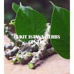 Anak Pokok Patawali - Herba Tempatan - Organik 💚💚💚💚💚 | Shopee Malaysia