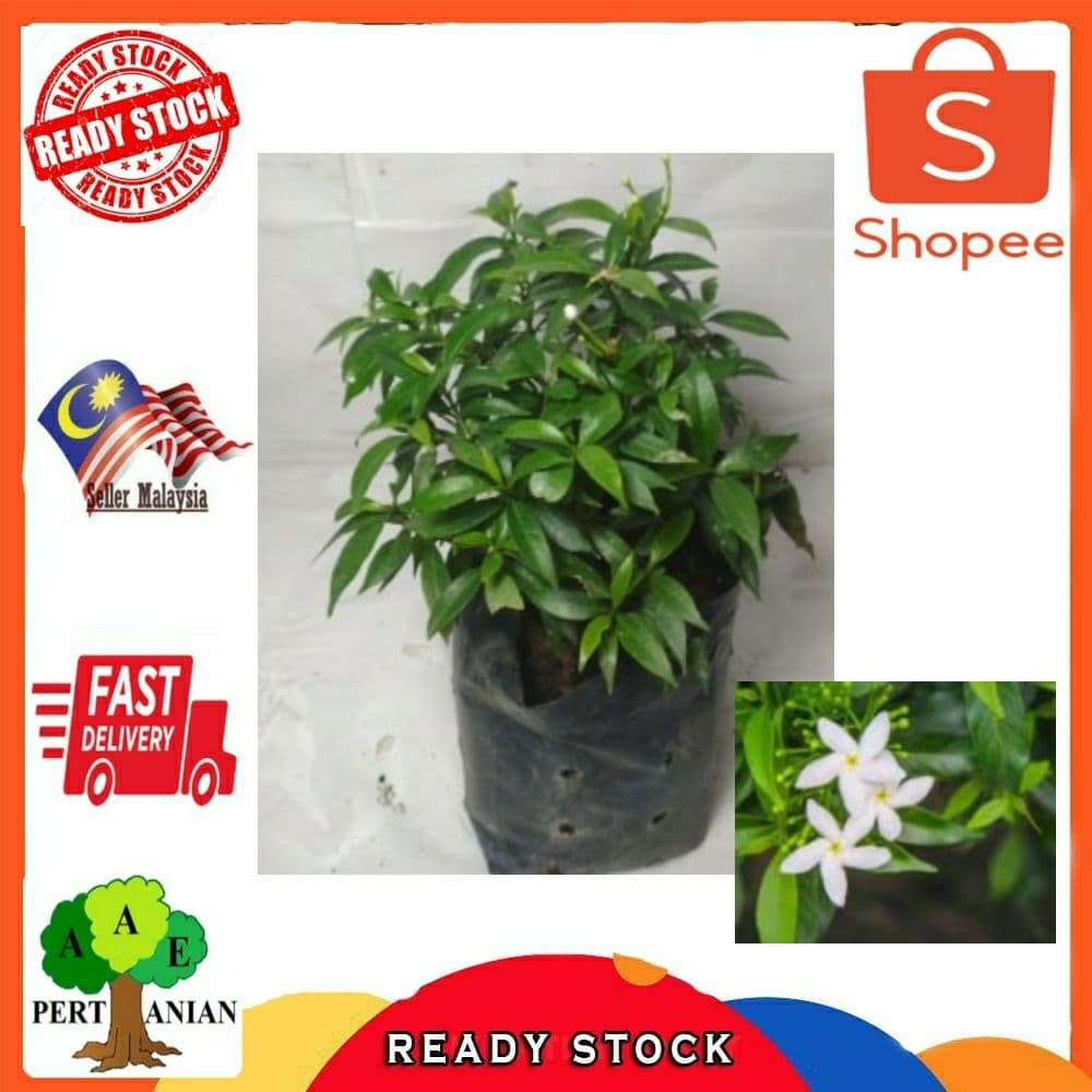 Pokok Bunga Jasmine Hijau @ Bunga Susun Kelapa | Shopee Malaysia