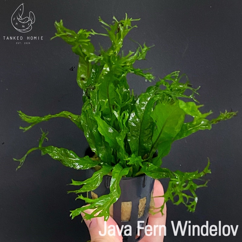 Aquatic Live Plant 🔥Microsorum pteropus Windelov_鹿角铁皇冠🔥 【Pot / On Wood】Aquarium plant Aquascape ...