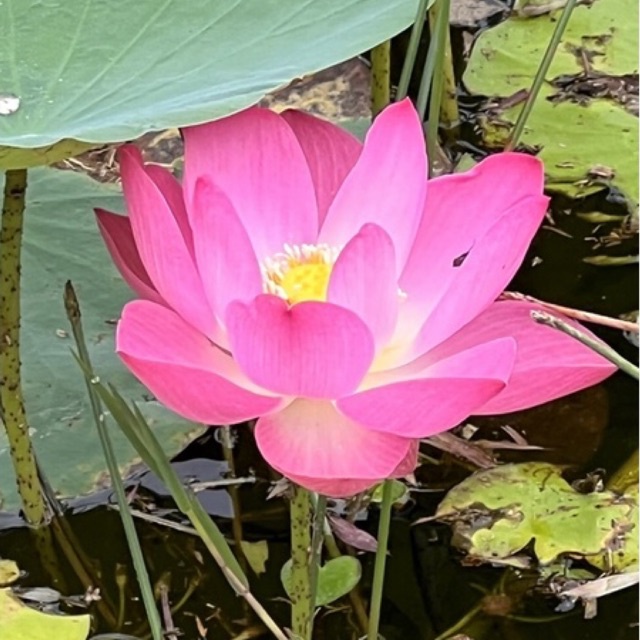 Lotus Live plant Teratai hidup Tuber Aquatic Flower Pokok bunga ...