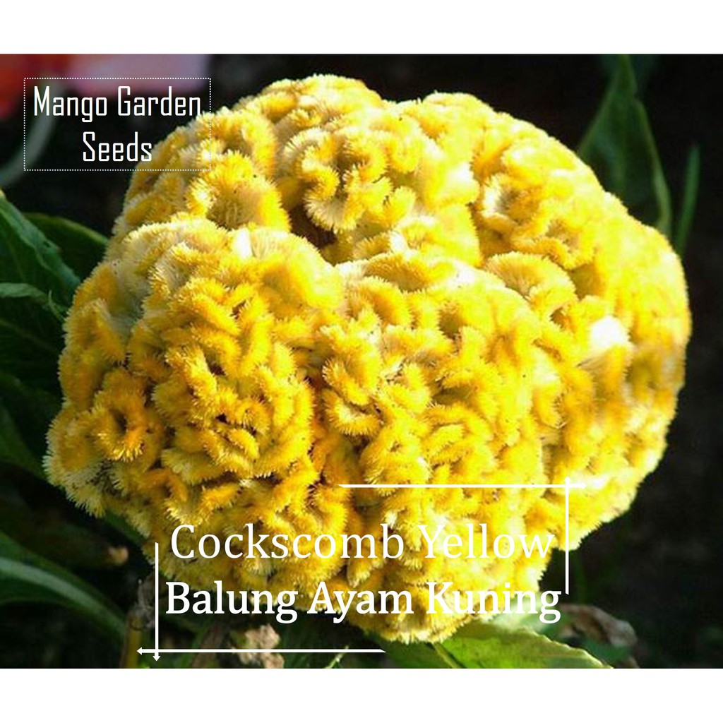 Balung Ayam Kuning Seeds - 100 Seed *Pot Friendly* Celosia Yellow ...