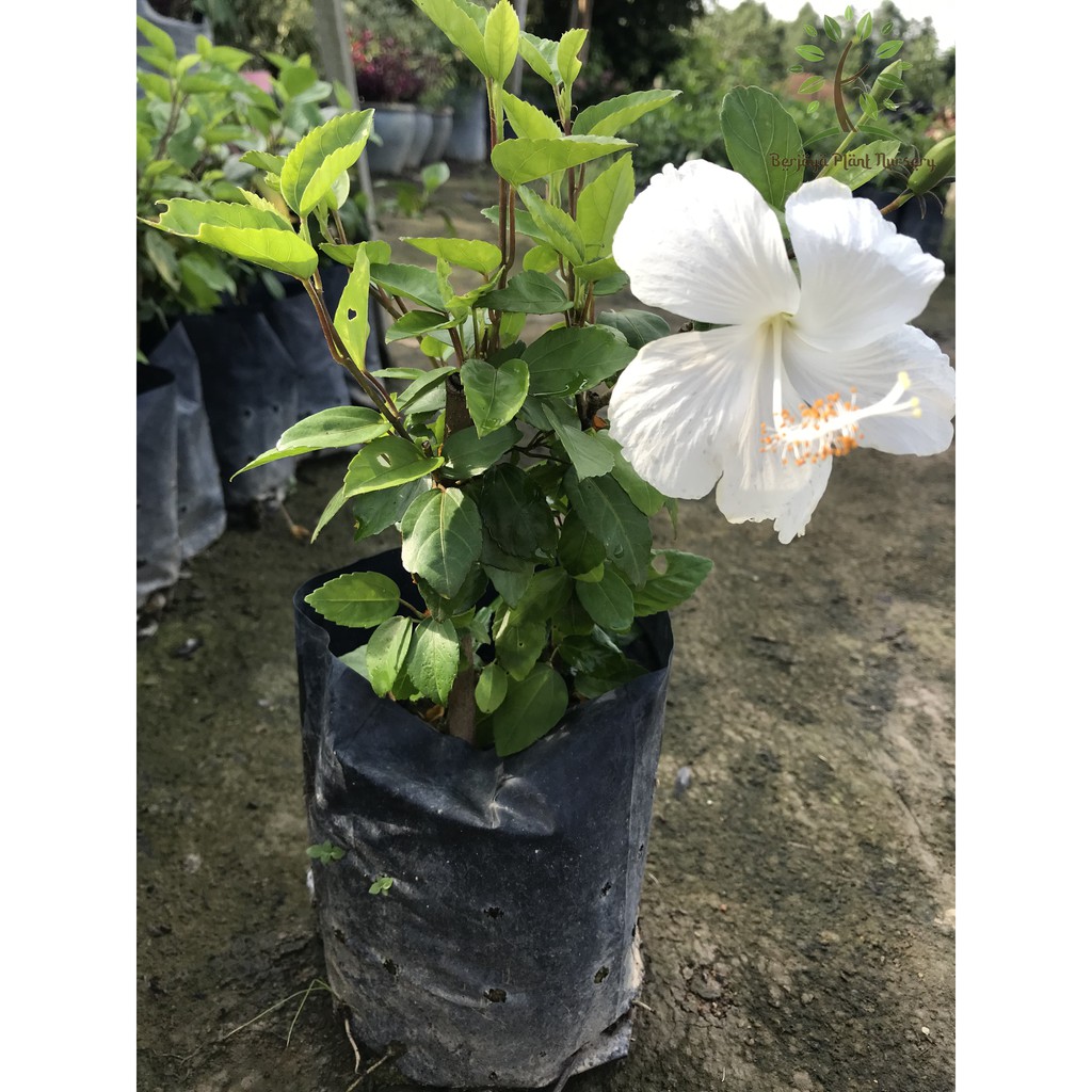 Berjaya Plant Nursery - Bunga Raya/Hibiscus(Pokok Bunga Hidup/Pokok ...