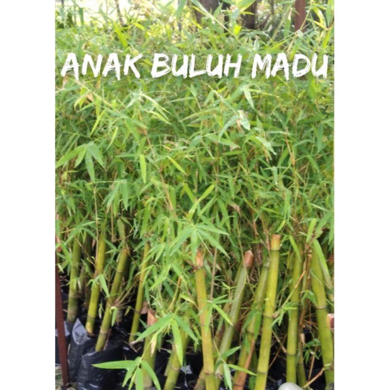 POKOK BULUH MADU THAILAND | Shopee Malaysia