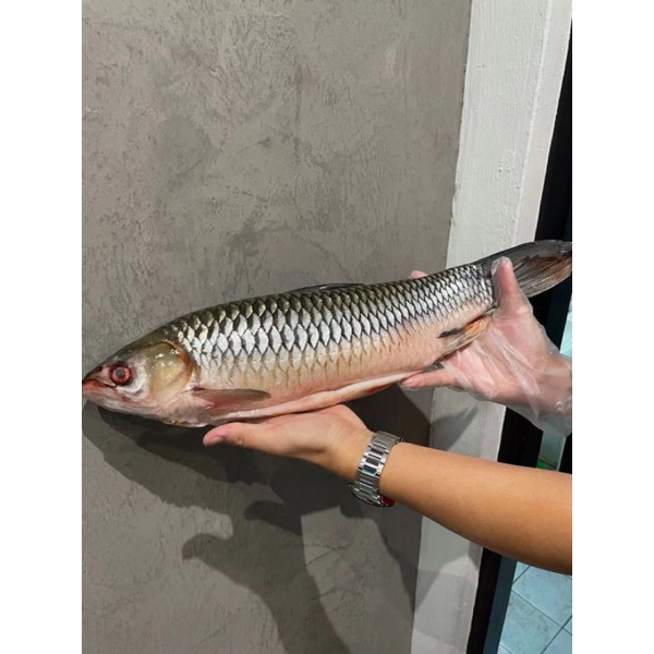 FRESH FROZEN Wild Sultan Fish Sg Pahang 1.7-2kg size 野生红尾苏丹鱼王 UNCLEAN ...