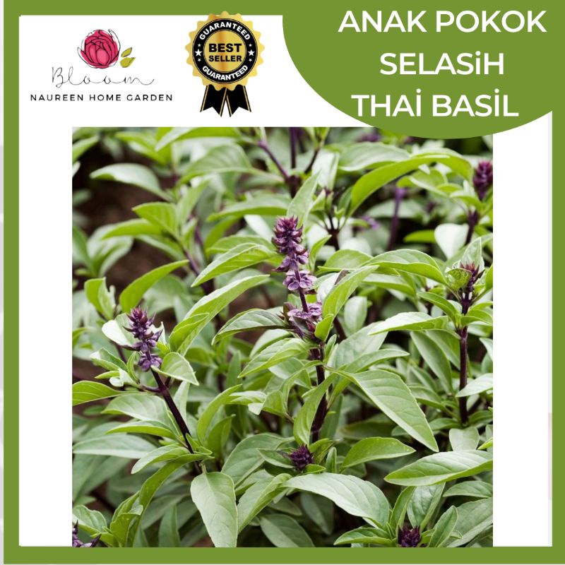 THAI BASIL |ANAK POKOK SELASİH | DAUN SELASIH SEGAR | Shopee Malaysia