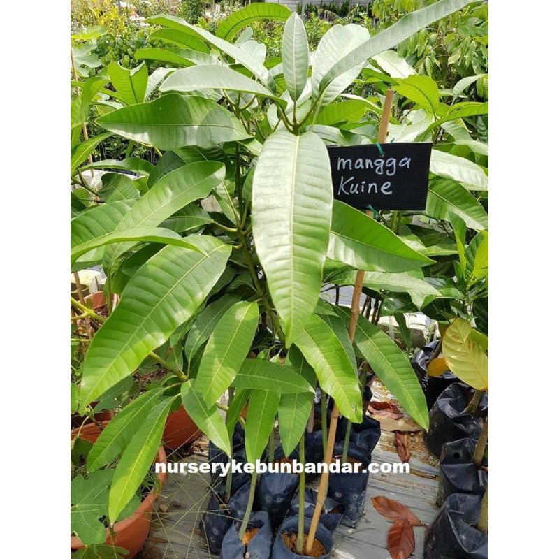 Pokok Mangga Kuini Kawin | Shopee Malaysia