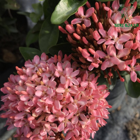 Bunga Ixora Sunkist/Jenjarum/仙丹花 - Seri Bjaya Nursery | Shopee Malaysia