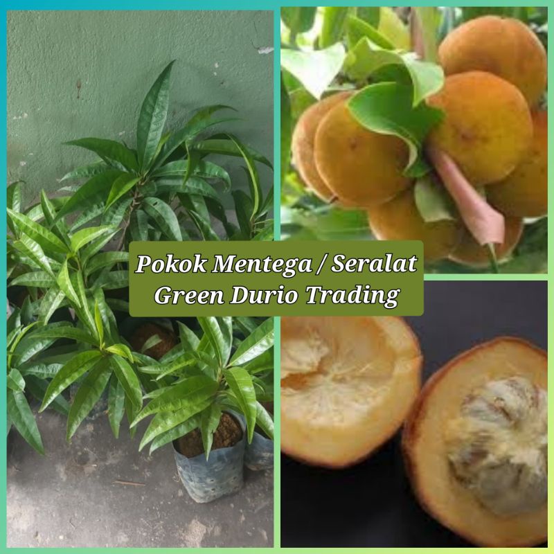 POKOK MENTEGA (SERALAT) | Shopee Malaysia