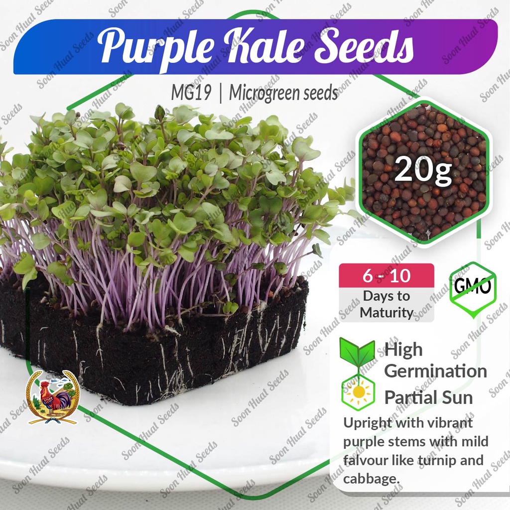 [20g] MG19 Purple Kale Microgreen Soon Huat Seeds | Shopee Malaysia