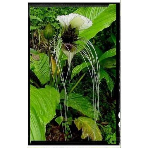 pokok belimbing Tanah @ janggut adam 1pokok size random | Shopee Malaysia
