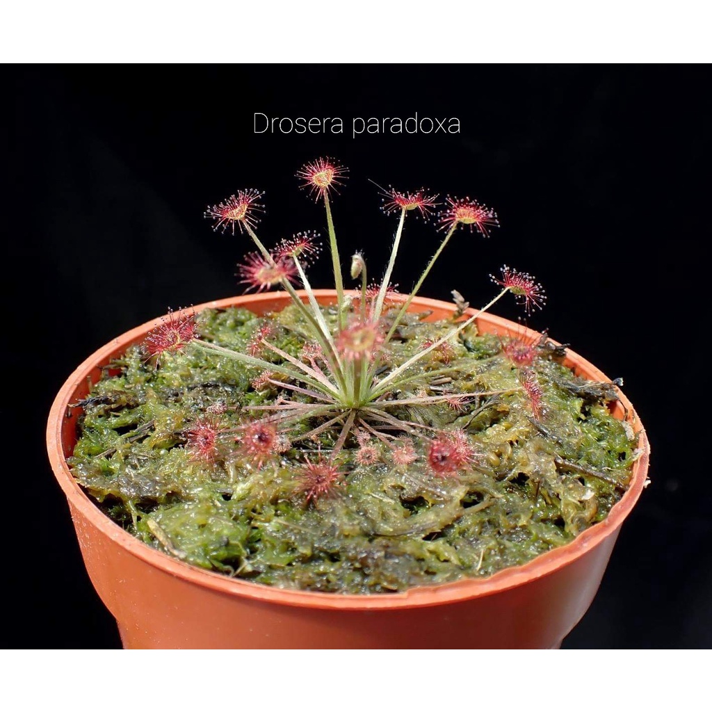 Drosera paradoxa ( Carnivorous plant) aka Sundew | Shopee Malaysia
