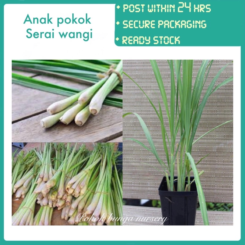 PBN - anak pokok serai wangi - citronella grass dlm polybag outdoor ...
