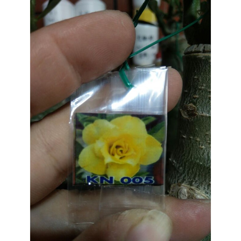 KN 005 ( 3 Lapis Kuning ) | Shopee Malaysia