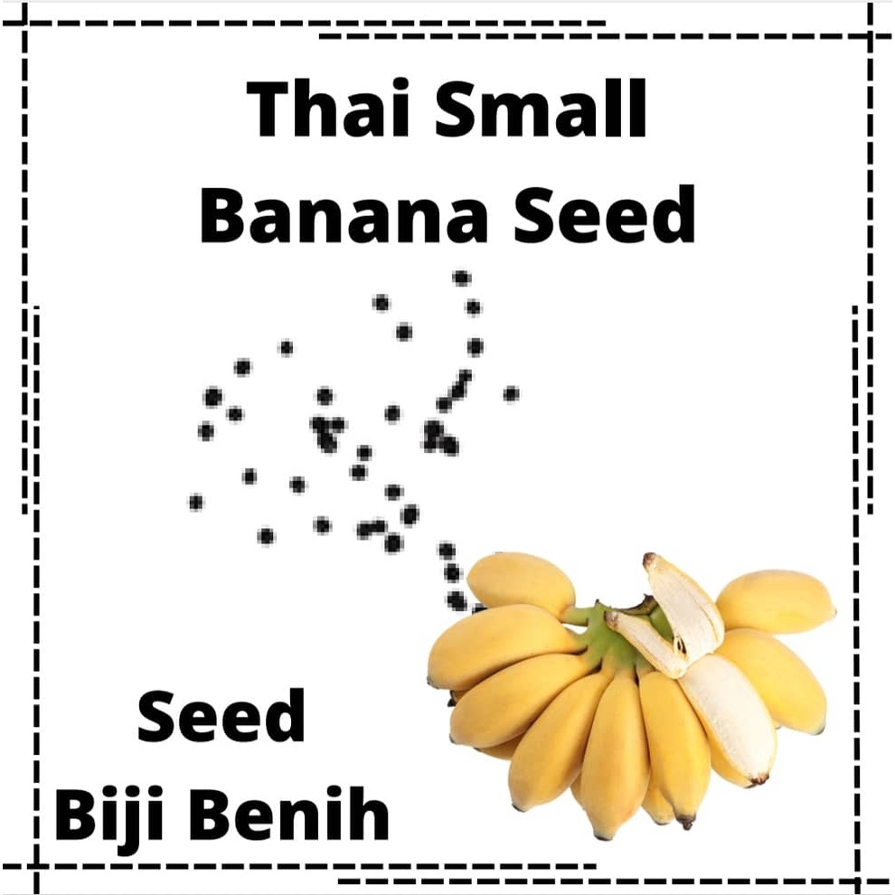 Thailand Small Banana小香蕉种子 Pisang Kecil Biji Benih Fruit Buah Buahan ...