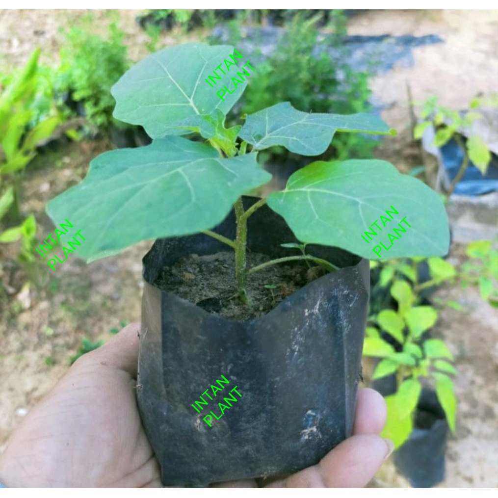 ANAK POKOK TERUNG PIPIT DALAM POLYBAG / SOLANUM TORVUM / TURKEY BERRY ...