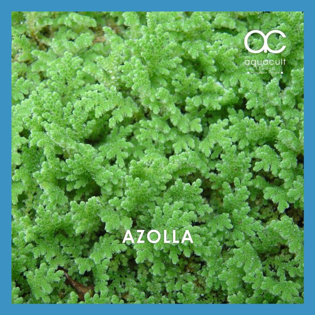 🔥BEST SELLER🔥Mosquito Fern Azolla Duckweed Floating Plant (Aquarium ...