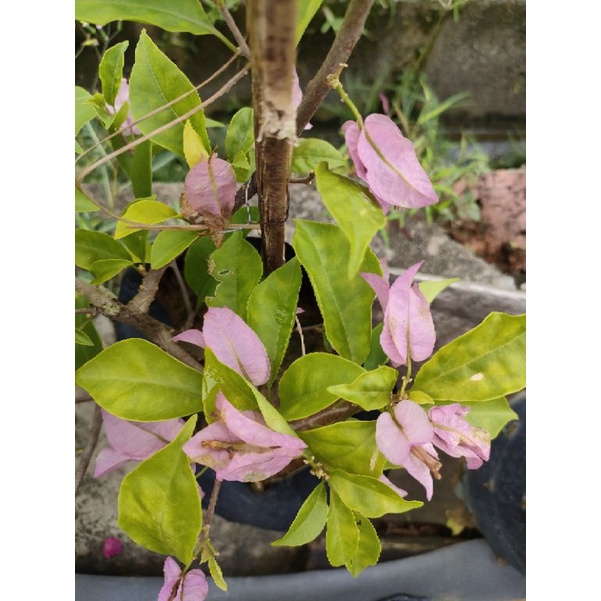 PBN - Bougainville bunga kertas - pokok bunga nursery cepat rajin ...