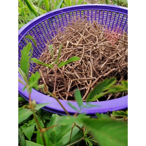 AKAR POKOK SEMALU KERING/DRIED MIMOSA PUDICA ROOT(AIRTIGHT PACKAGING ...