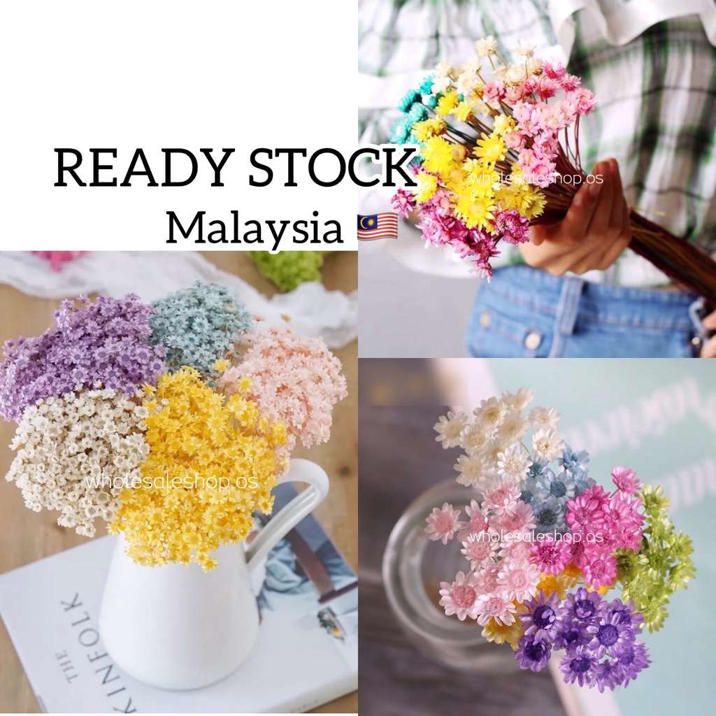 PRESERVED AAA 20G Star Flower REAL Preserved Flowers Dried Brazilian ...